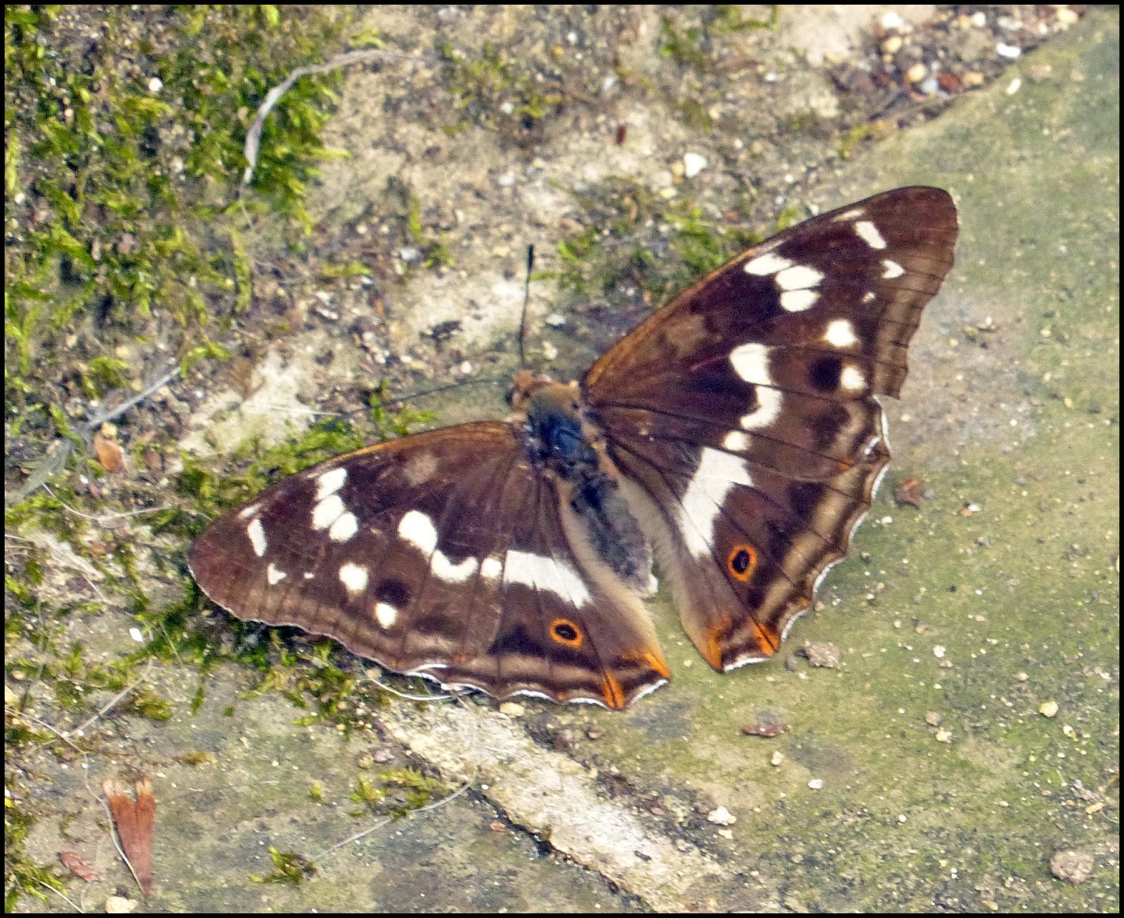 Wild and Wonderful: My Photos of (Largely UK) Butterfly Species