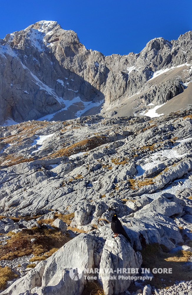 Narava hribi in gore: Prva v letu Turska gora 2251m