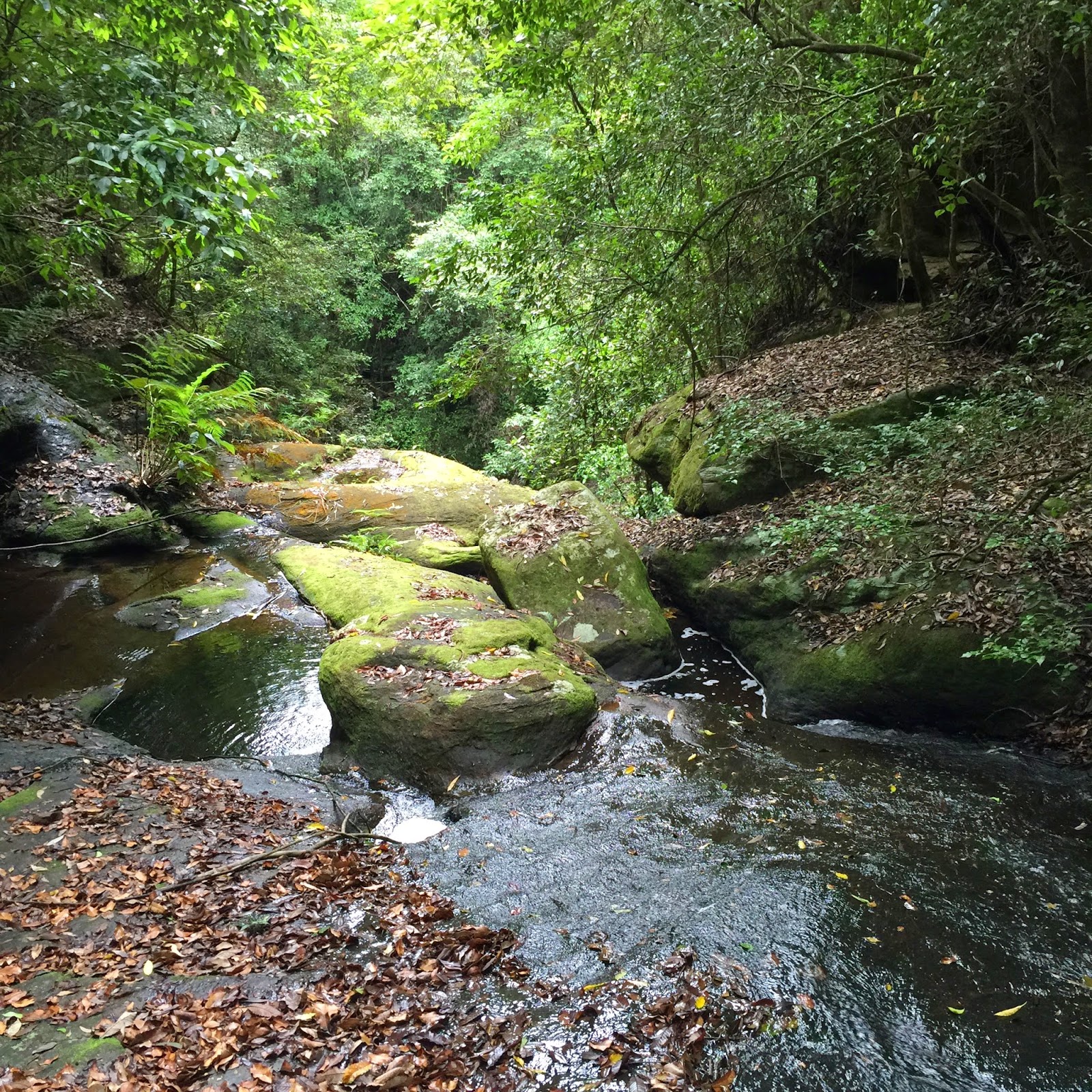 Walking The Parks: Abbott Falls Walking Track - Olney State Forest