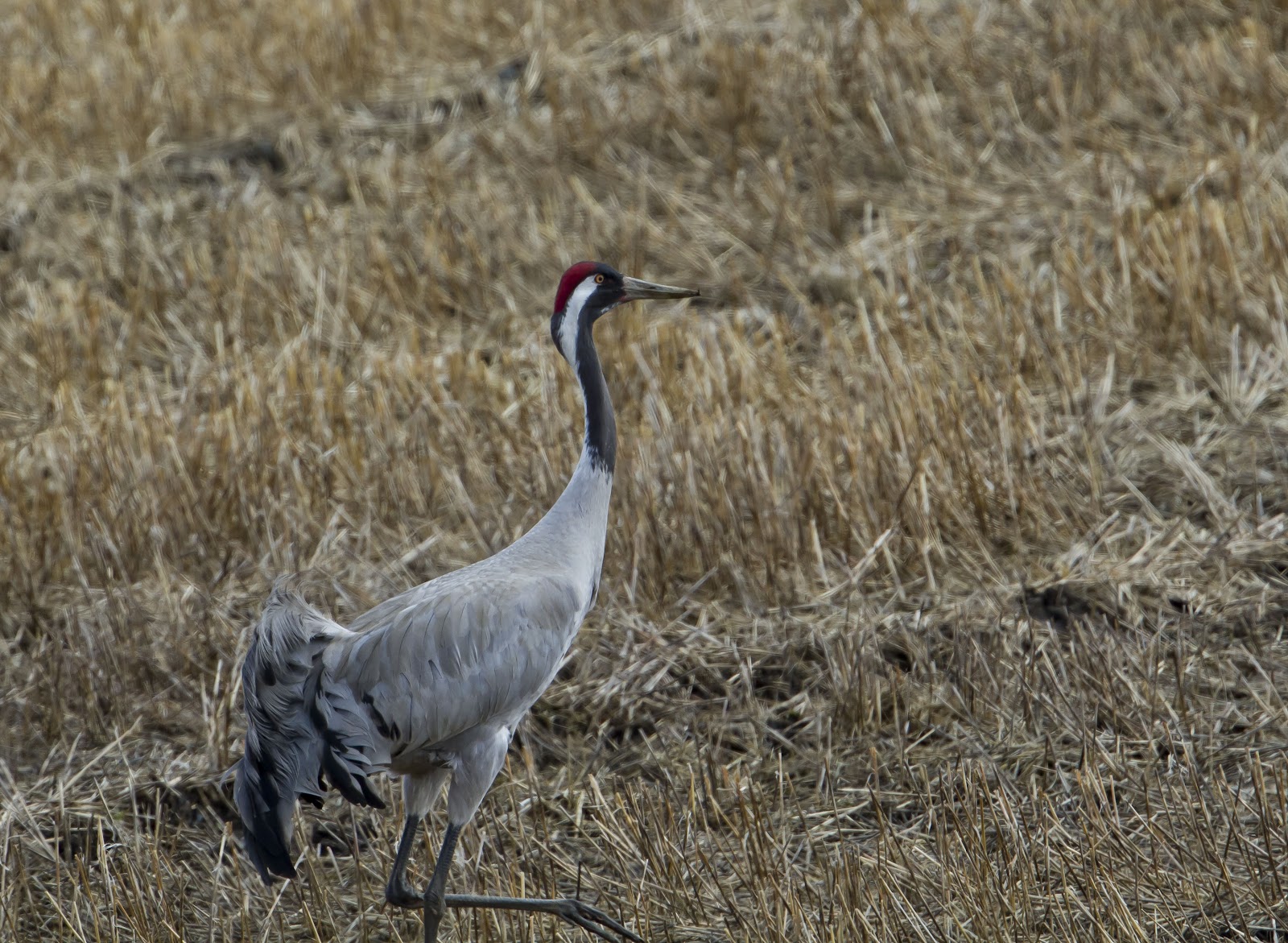 The Birds of Climping Gap & Lower Arun Valley: Norway April 2012