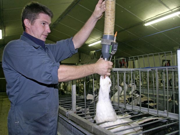 LIBERTAÇÃO ANIMAL: Você sabia? Como se faz foie gras e outras maldades ...