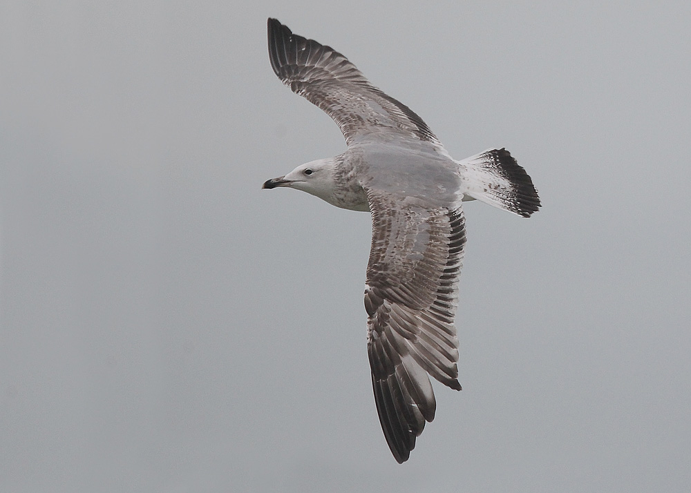 Richard Smith - Birdwatching Days Out: GLAUCOUS GULL, juvenile, CASPIAN ...
