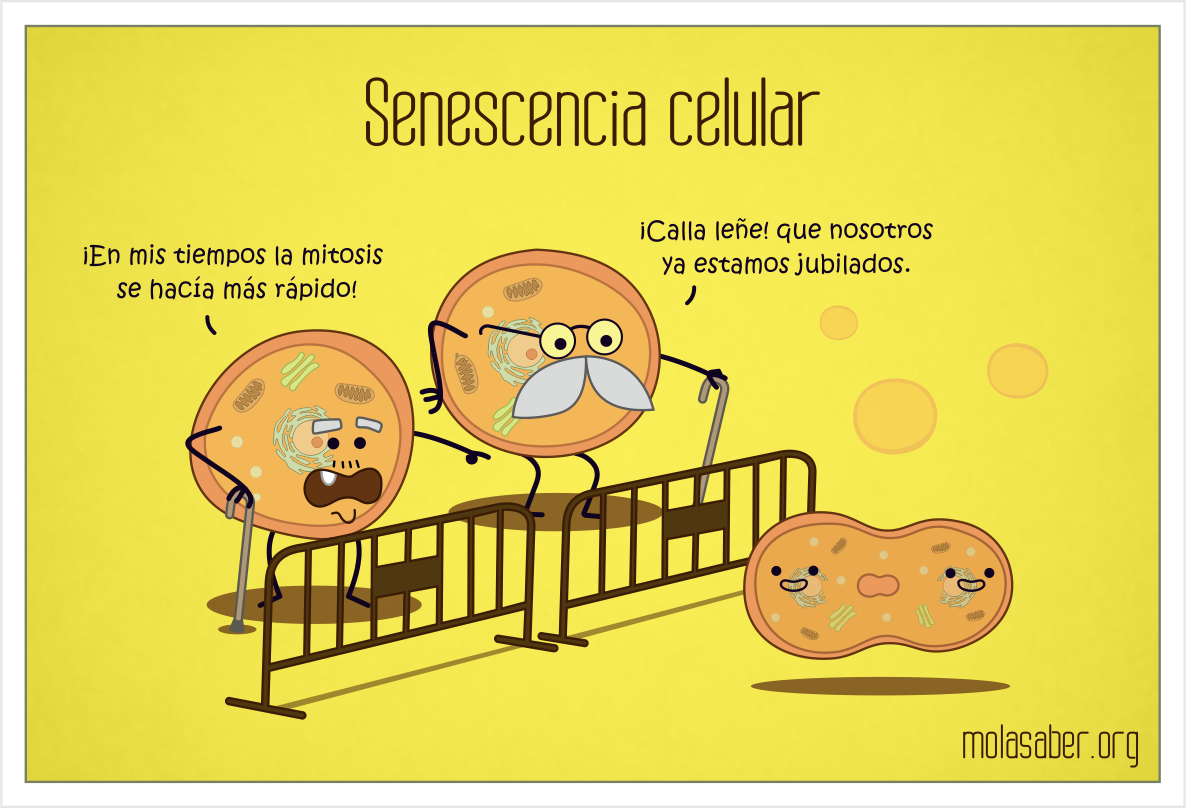 La cucala educativa: Fisiología celular