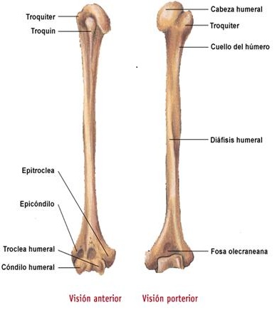 Nuestro esqueleto: Miembro superior: El húmero