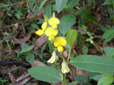 Fabaceae - Leguminosae no Brasil: Fabaceae - Crotalaria brevifolia DC.