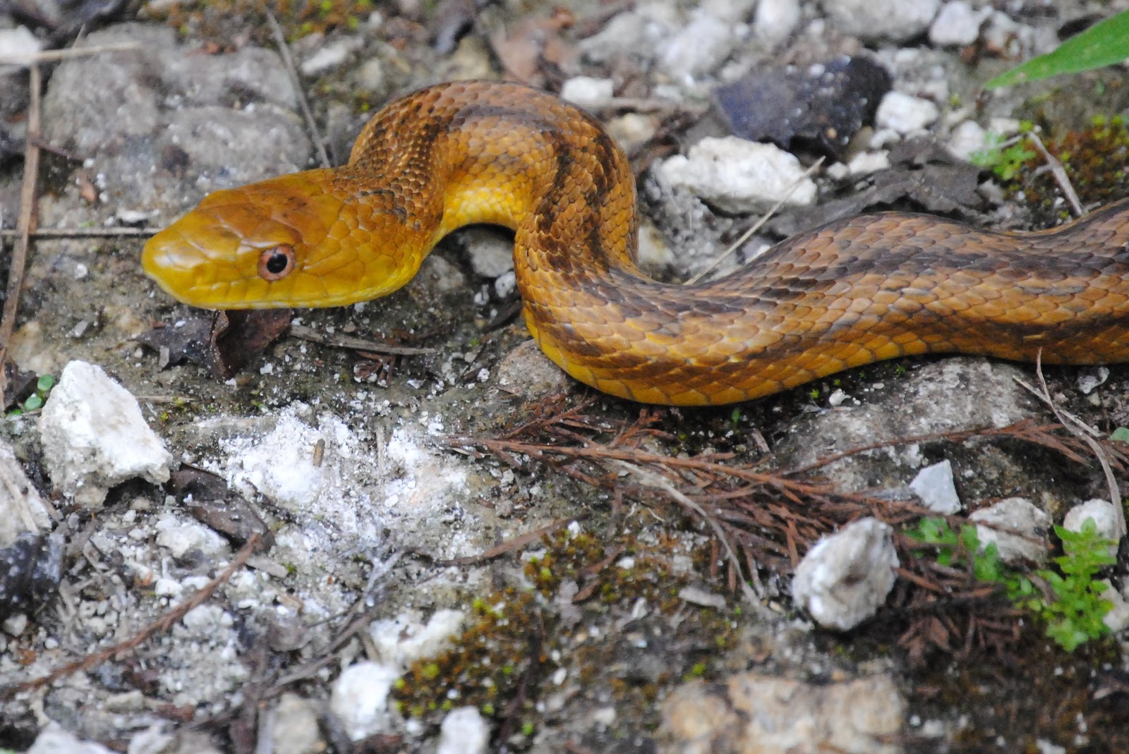 Field Notes and Photos: Yellow Rat Snake at Fakahatchee Strand