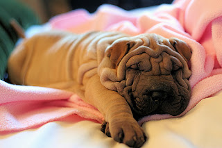Cute Funny Animalz: Funny Shar Pei Dogs New Nice Images And Wallpapers 2013