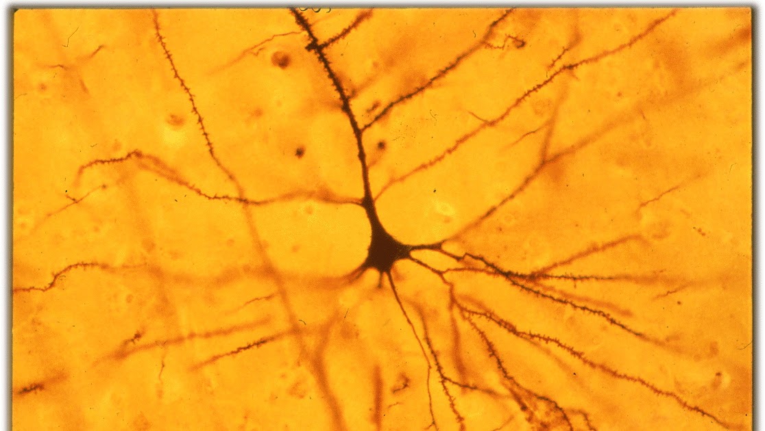 The Cellular Scale: Seeing Cells: Nissl and Golgi together at last