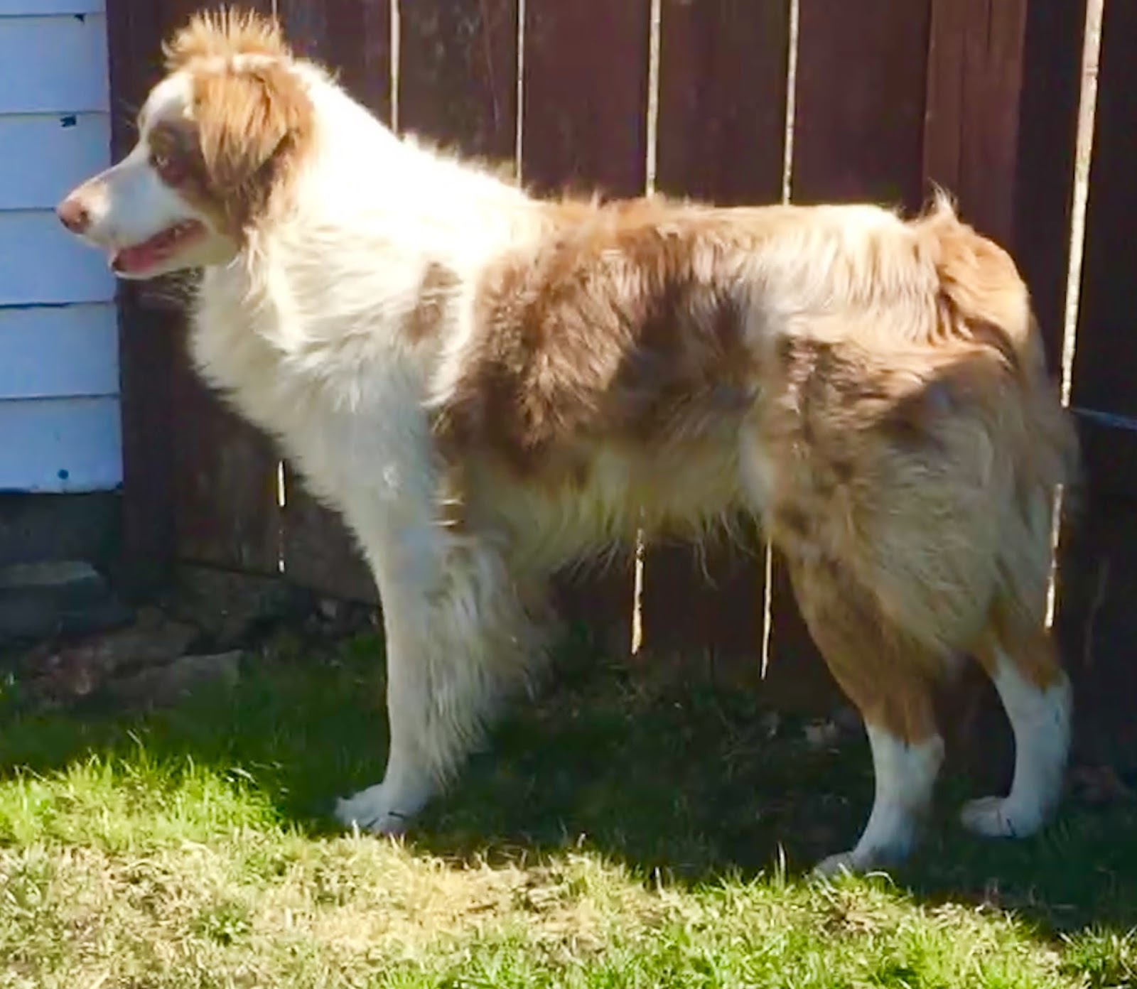 Little Bear Swamp Farm: RASCAL- Sire of Spectacular