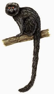 Mamíferos y marsupiales mammals of the earth: Calimico de Goeldi ...