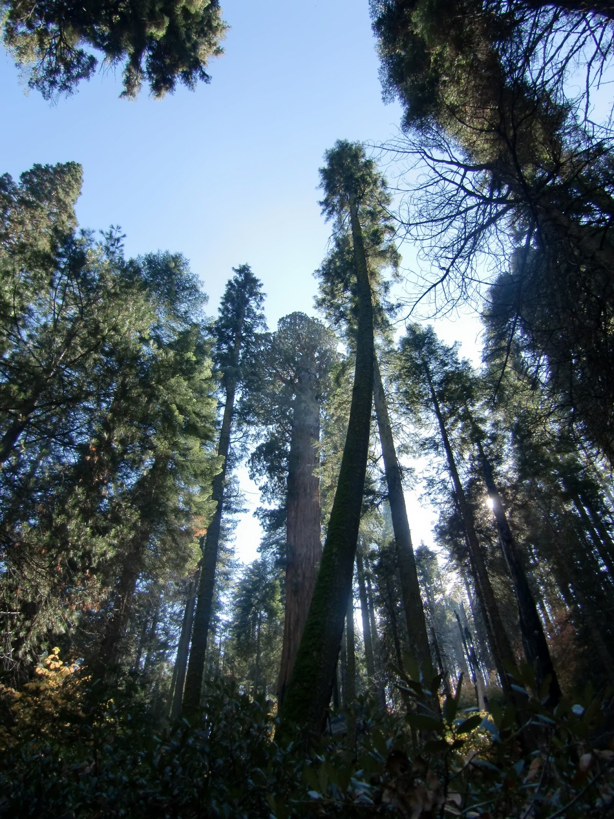 Geography of the Sierra Nevada Mountain Range: Sequoia National Park