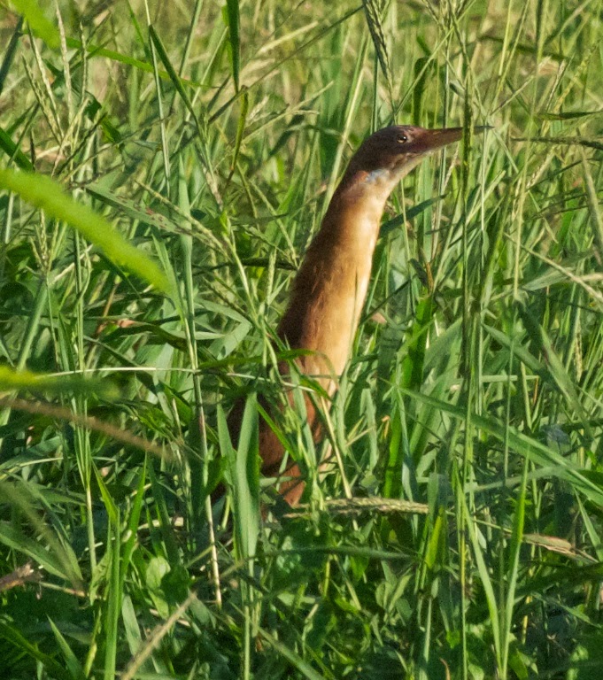A Wandering Naturalist: Sarawak: Invasion of the Parrotfinches (Part One)