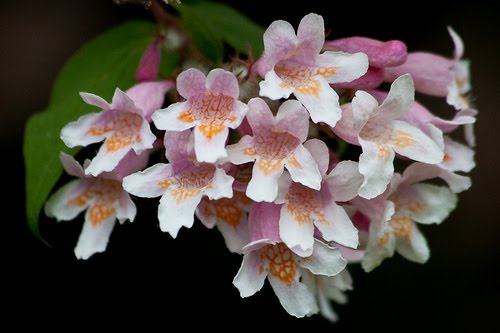 BEAUTIFUL FLOWERS: Beauty Bush - Pictures & Meanings