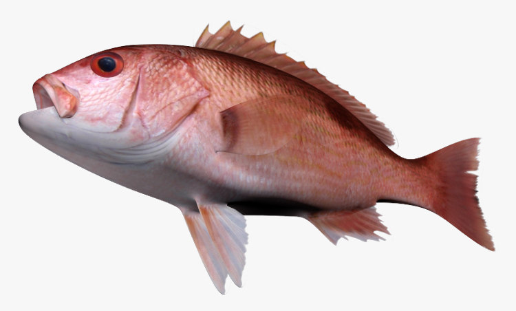 Pacific Red Snapper - Fresh Red Snapper, Buy Red Snapper, Red Snapper ...