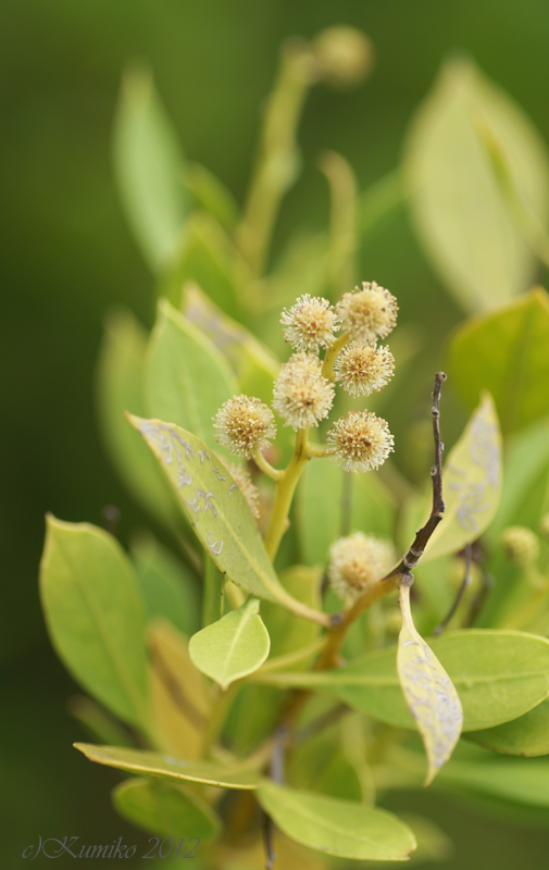 Flower Dictionary: Buttonwood