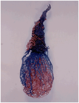 Anato UFV - VET 103: APARELHO REPRODUTOR MASCULINO