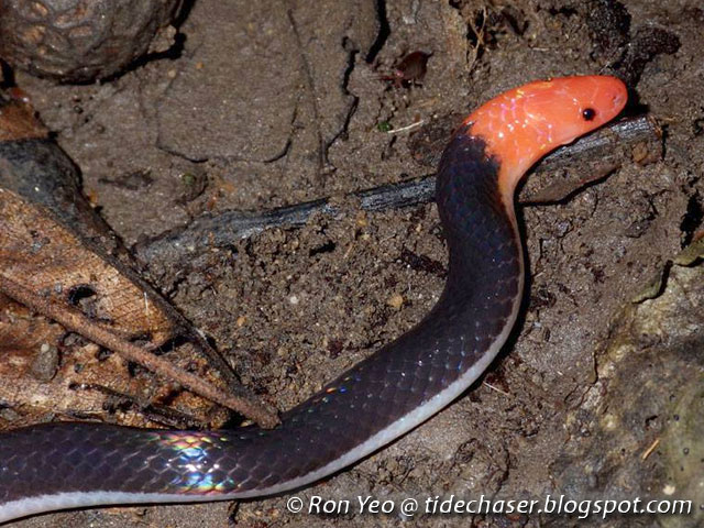 tHE tiDE cHAsER: Snakes (Phylum Chordata: Suborder Serpentes) of Singapore