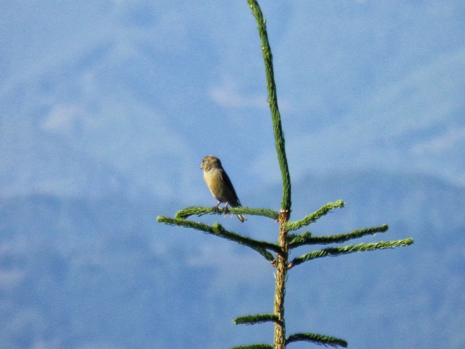PASARI DIN ROMANIA: forfecar