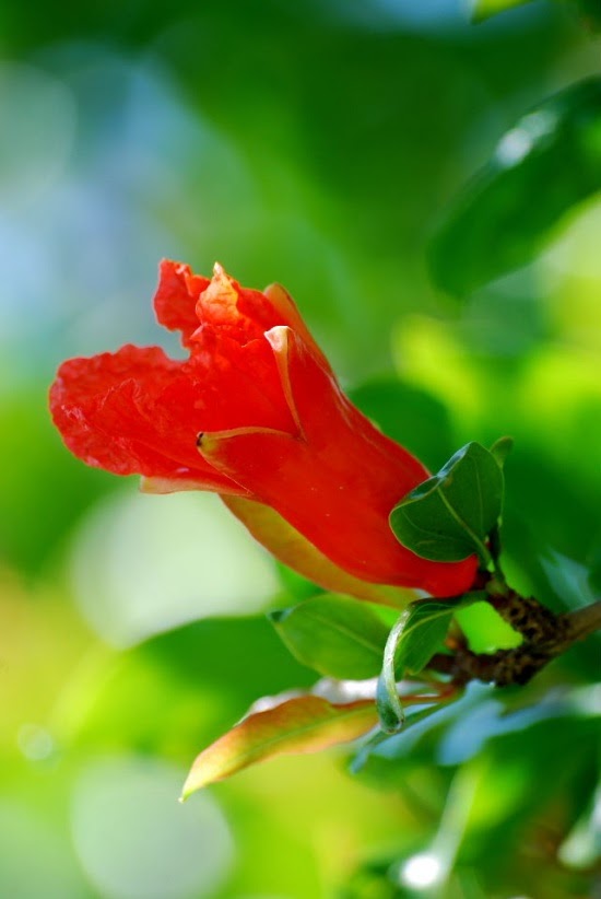 Nar Cicegi BLOG: Nar çiçeği