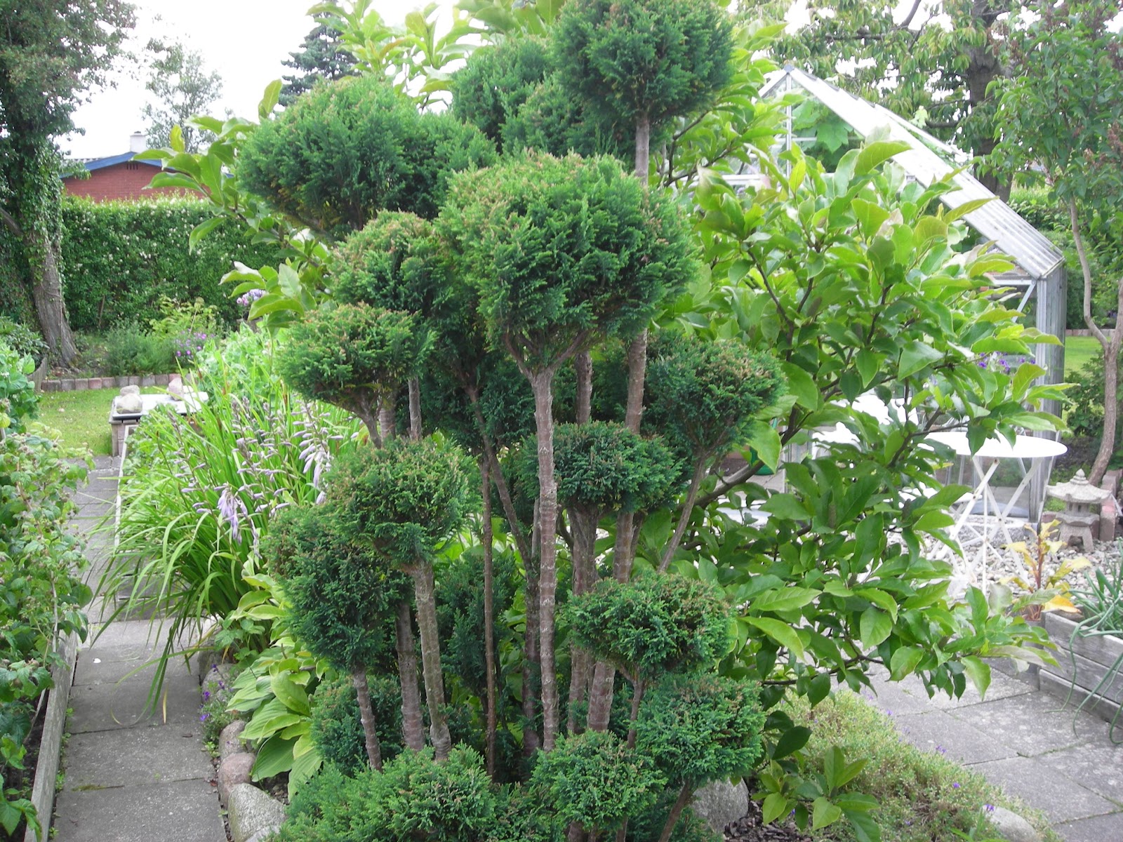 mit lille gods: Beskæring og klipning af stedsegrønt!