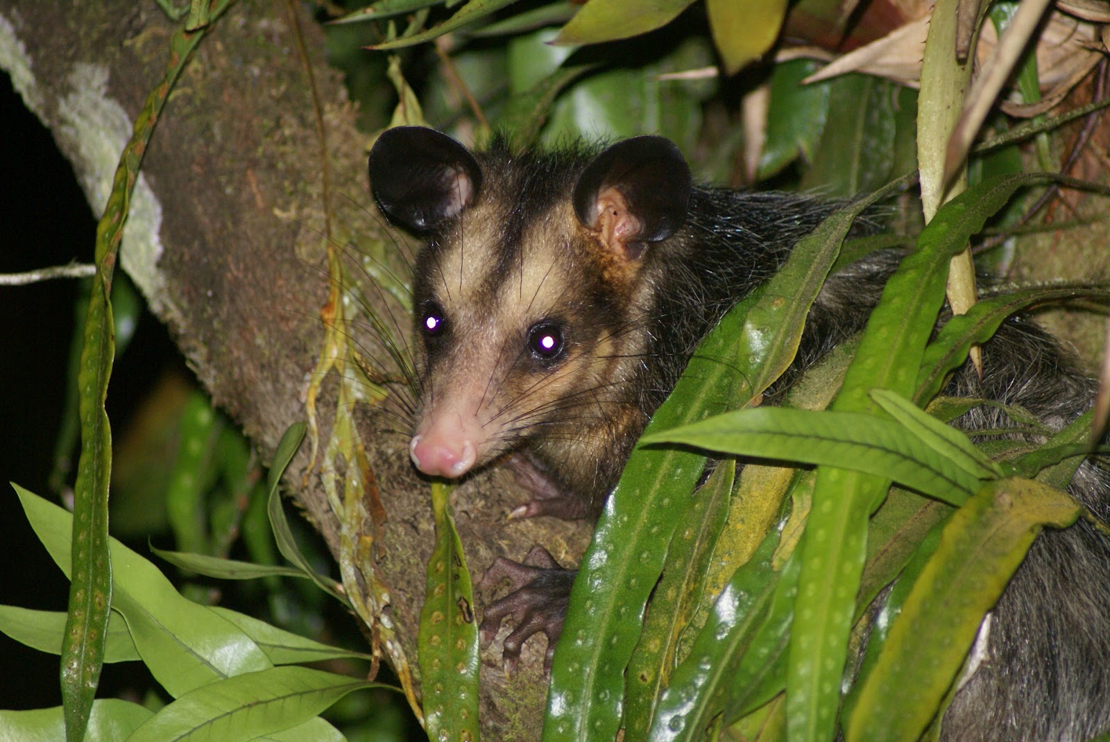 Fauna e Flora da Mata Atlântica: 12 de Fevereiro de 2012