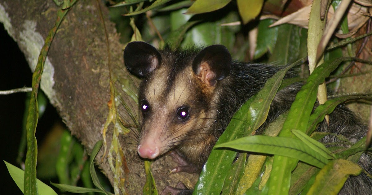 Fauna e Flora da Mata Atlântica: saruê