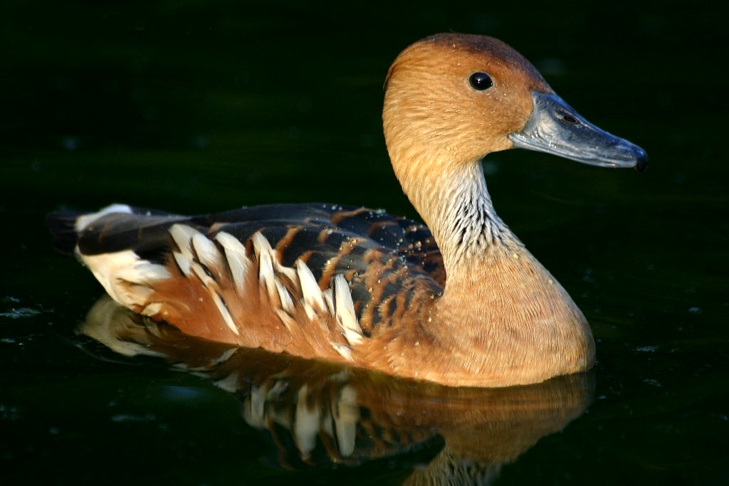 Bellas Aves de El Salvador: Dendrocygna bicolor (pichiche real, canelo ...