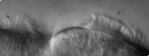 Ciencias Naturales: Living things I. Cells and review.