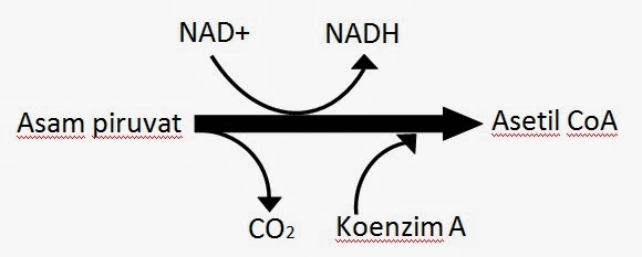 Penjelasan Singkat Siklus Krebs - EDUBIO