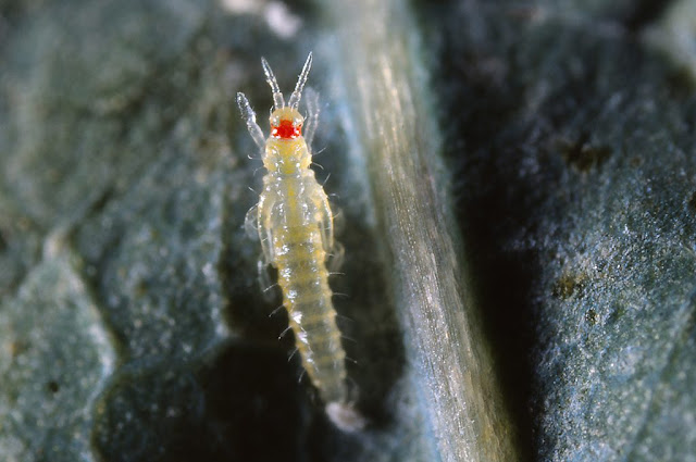 INSECTOS DE P.R. In Memoriam Dr Luis F Martorell y Dr Alain Liogier ,DR ...