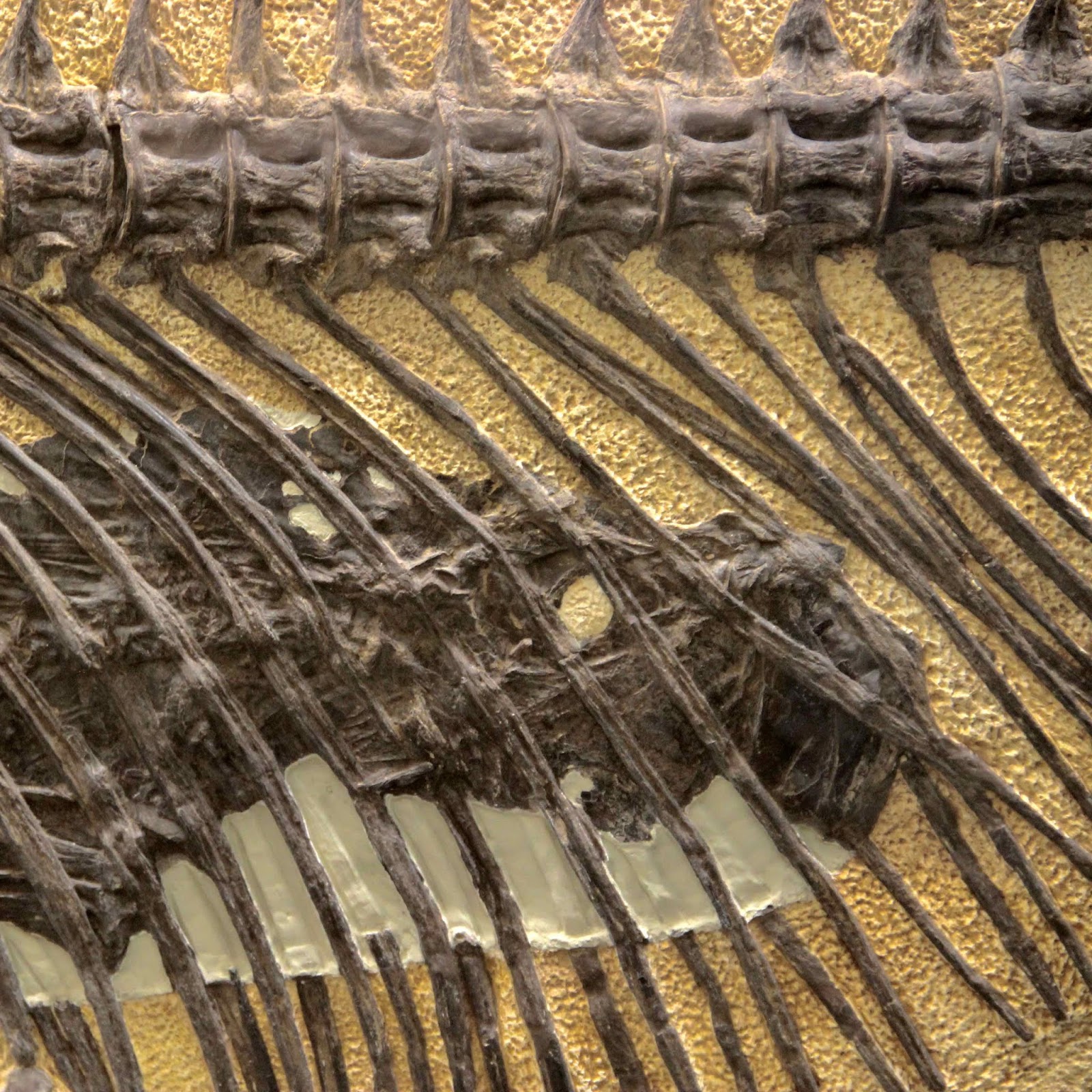 In the Company of Plants and Rocks: Charismatic Kansan Megafauna