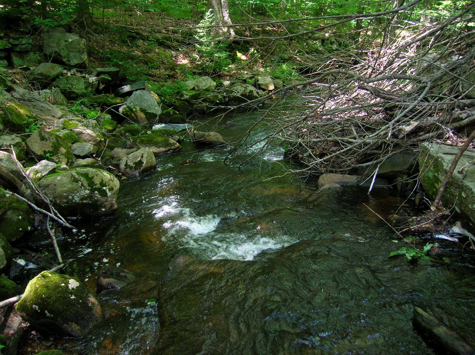 Small Stream Reflections: Streams, Rediscovered