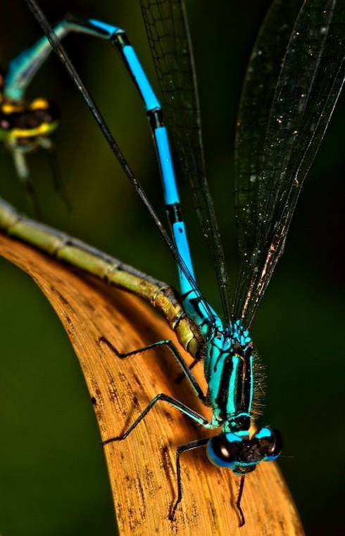INSECTOS QUE PARECEN JOYAS: DELICADAS LIBÉLULAS