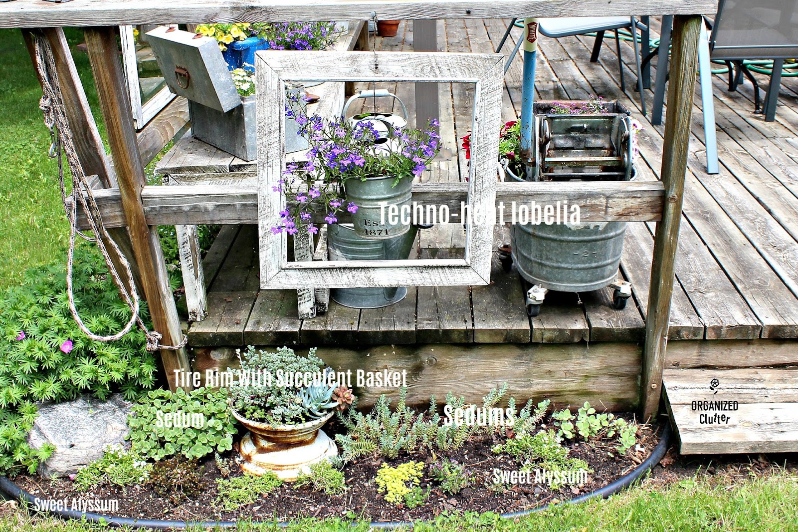 Succulents in a Junk Garden - Organized Clutter