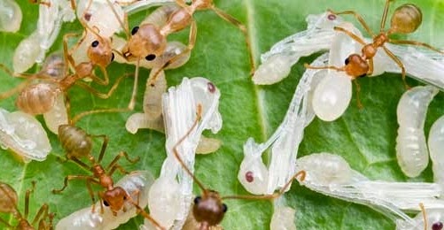 Cara Budidaya Kroto Semut Rang Rang Skala Rumahan - GEMA PERTANIAN