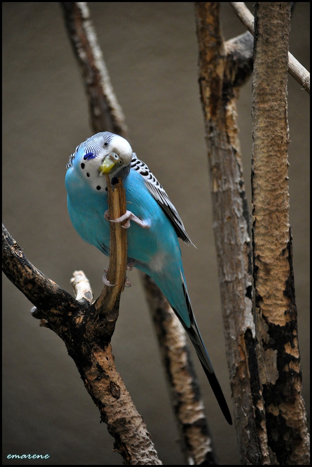 This Randomness: Litratong Pinoy - Bughaw (Blue)