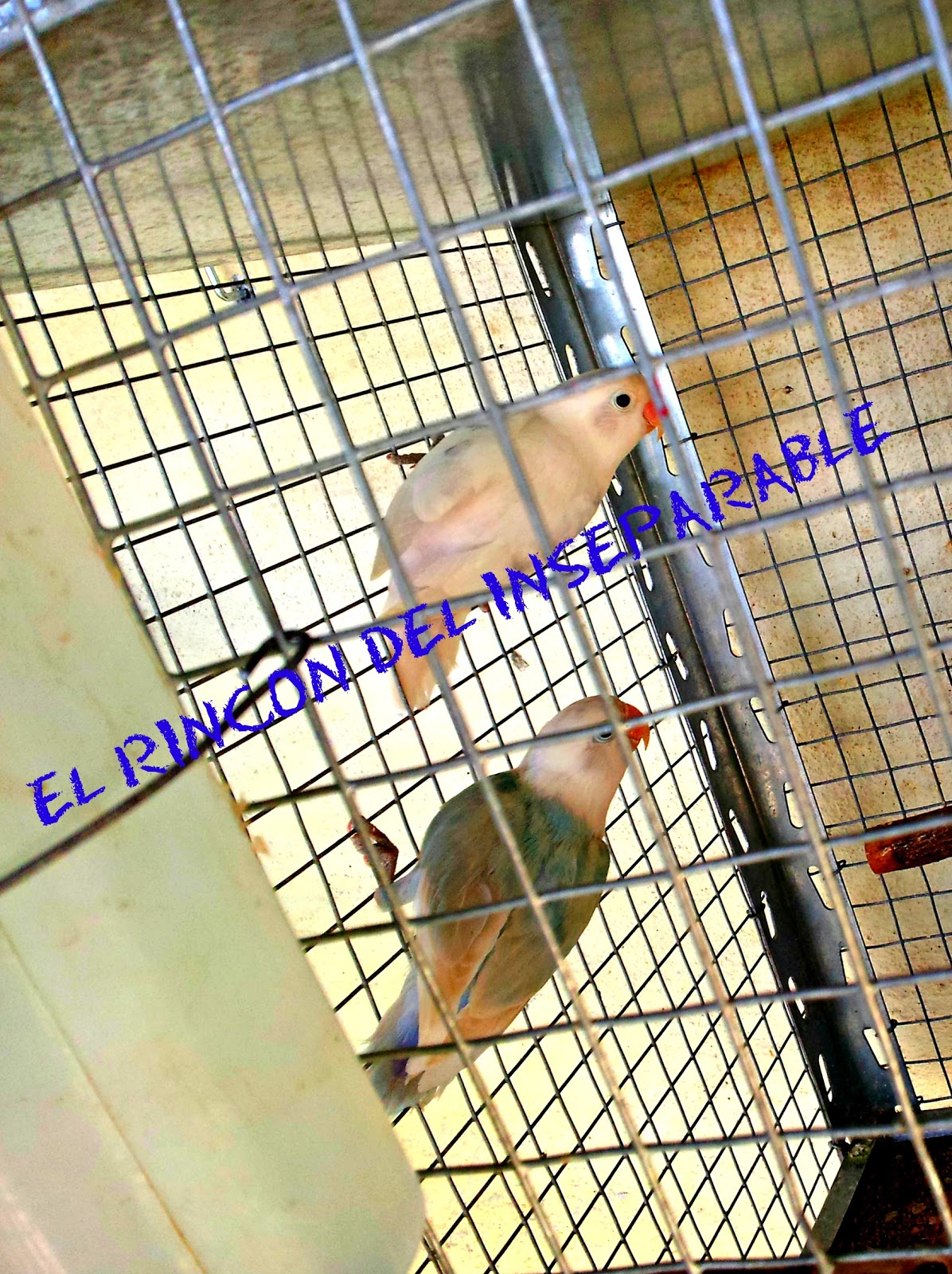 EL RINCÓN DEL INSEPARABLE: AGAPORNIS PAPILLEROS ANILLADOS DISPONIBLES