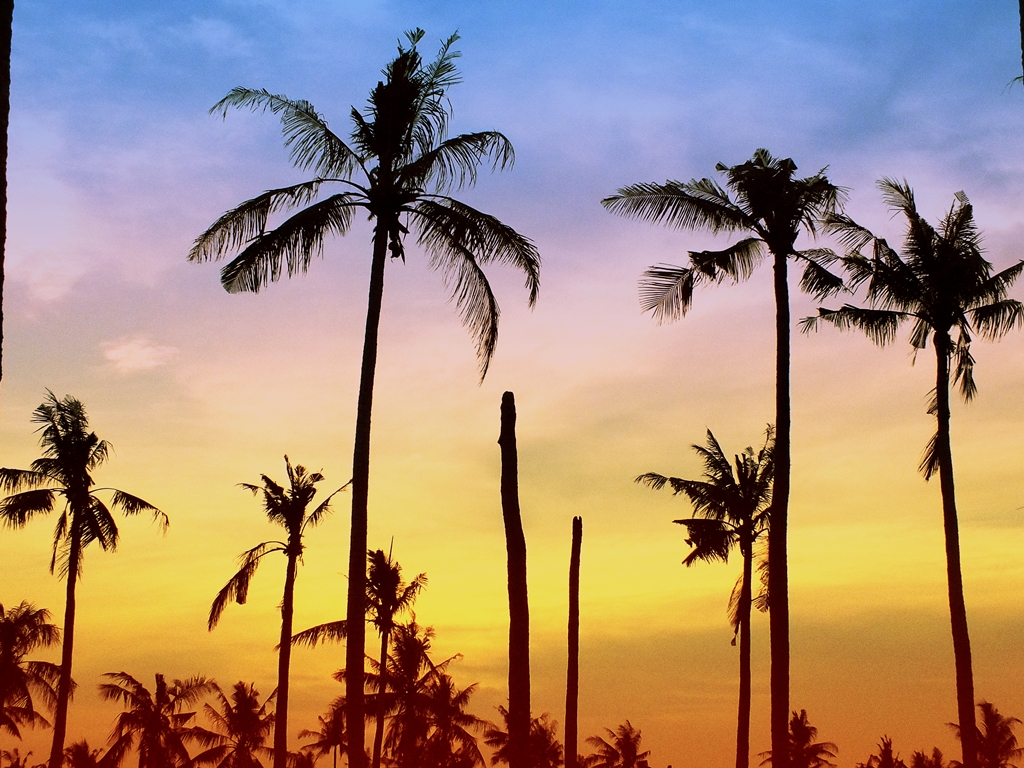 Nyiur melambai - Sigitbr4m