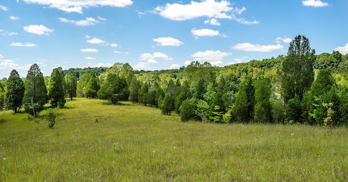 On the Subject of Nature: Spiranthes Orchids at Blue Jay Barrens