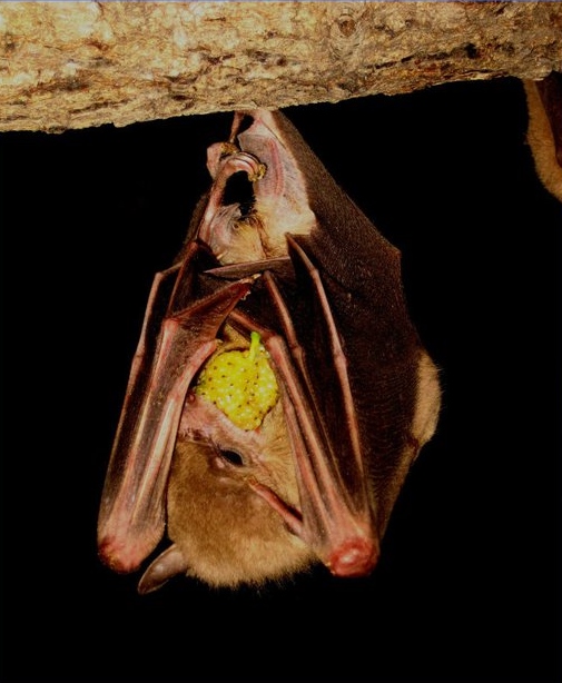 Biodiversity of Cyprus by NGO Protection of the Natural Heritage and ...