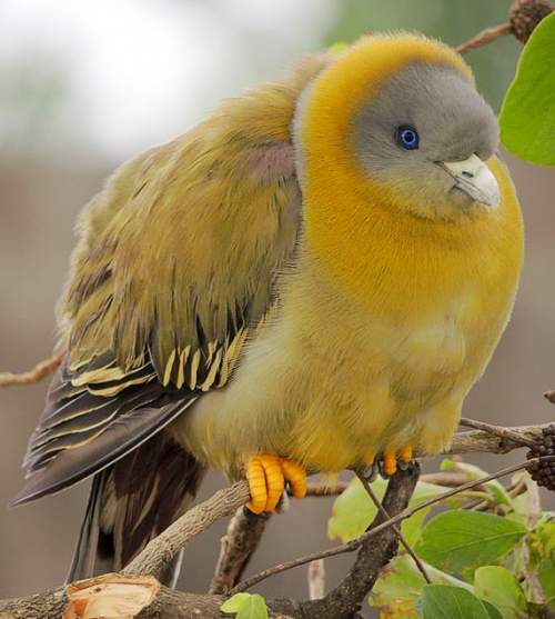 Yellow-footed green pigeon images | Birds of India | Bird World