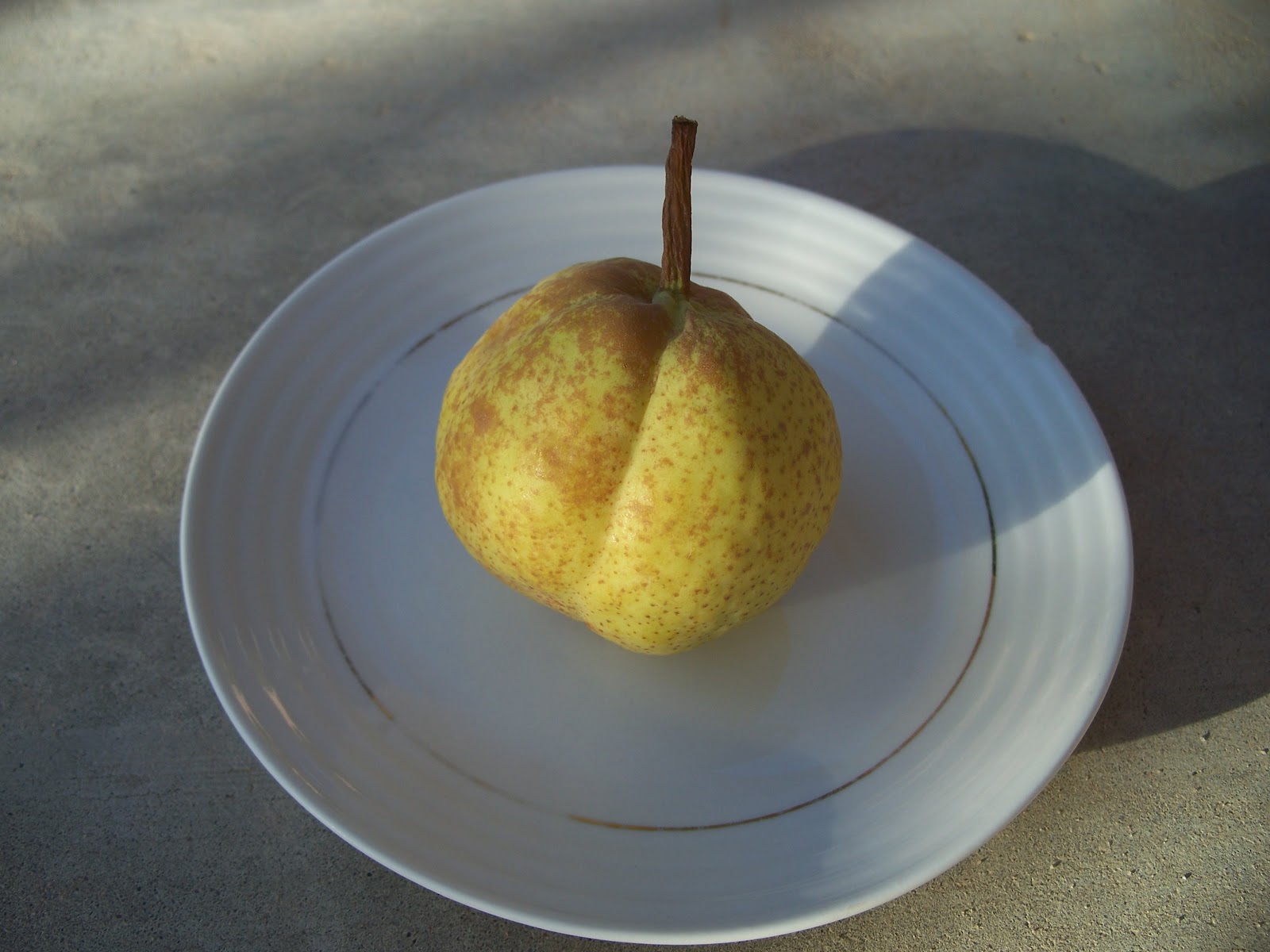 Trees That Please Nursery: October 2012