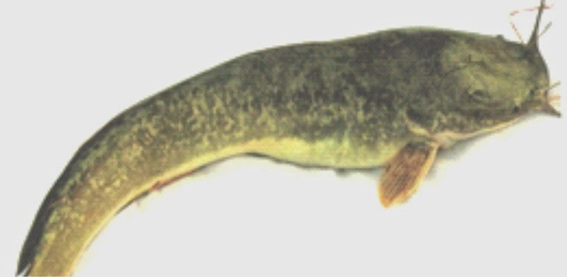 PERIKANAN NUSANTARA: Seleksi Induk Ikan Lele Siap Pijah