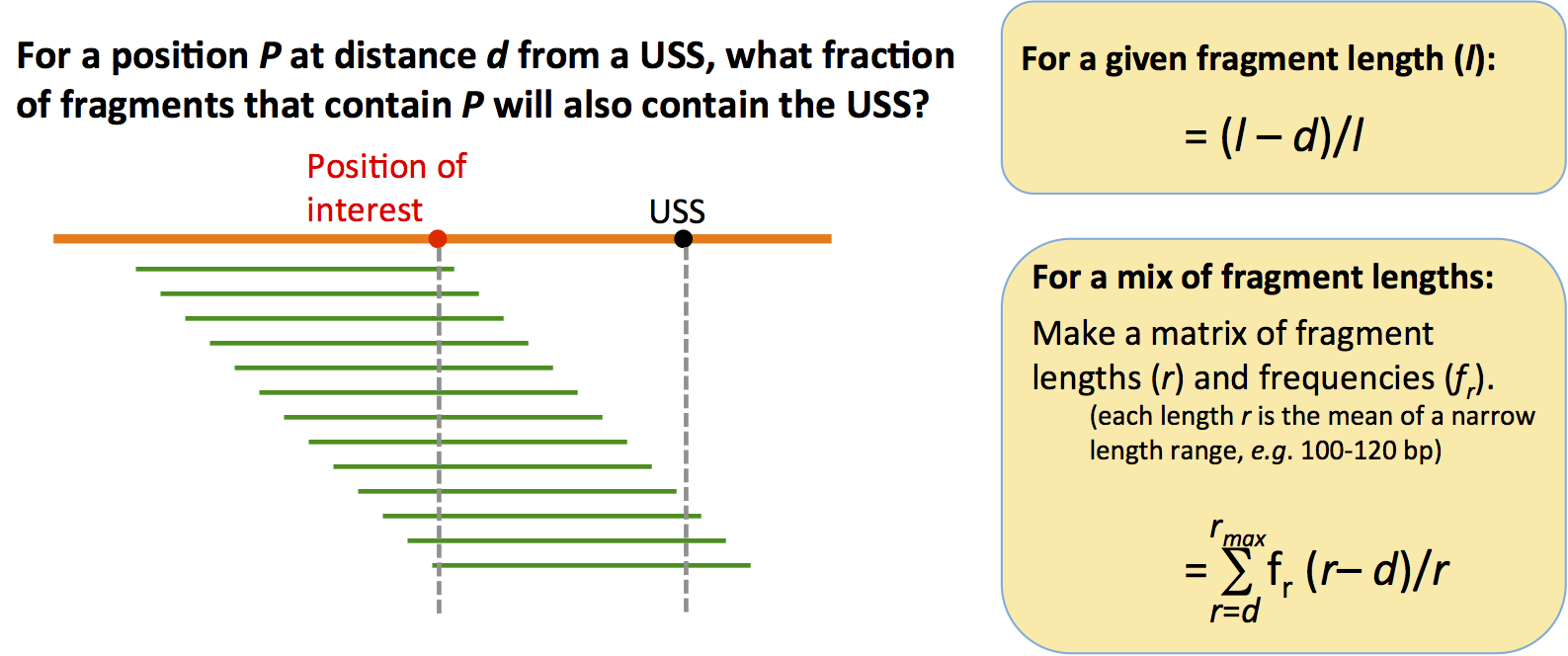 RRResearch: Input DNA fragment sizes and shape of uptake peaks