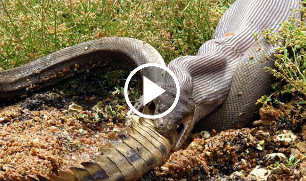 Home [coolcliphd.blogspot.com]