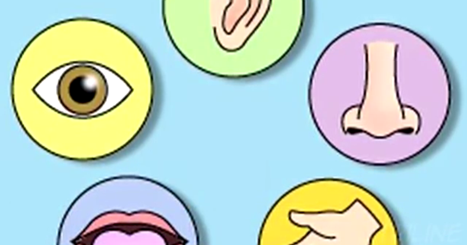 Los Sentidos Humanos : Los Sentidos Humanos