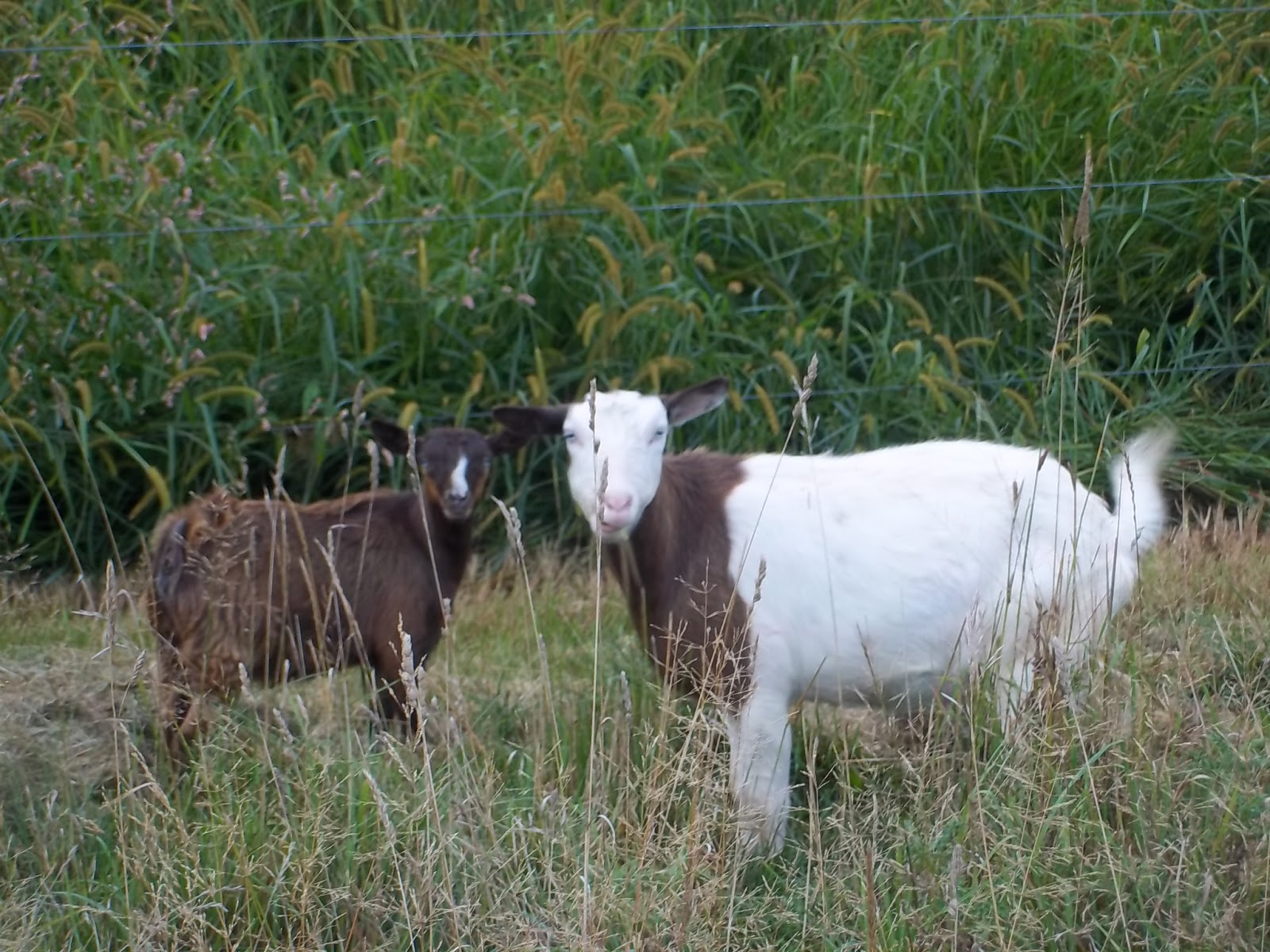Tye Dye Acres: Fainting Goat Colors and Patterns!
