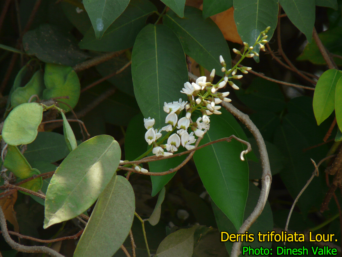 Medicinal Plants: Derris trifoliata, nalla tiga, പൊന്നുംവള്ളി, Uppu ...