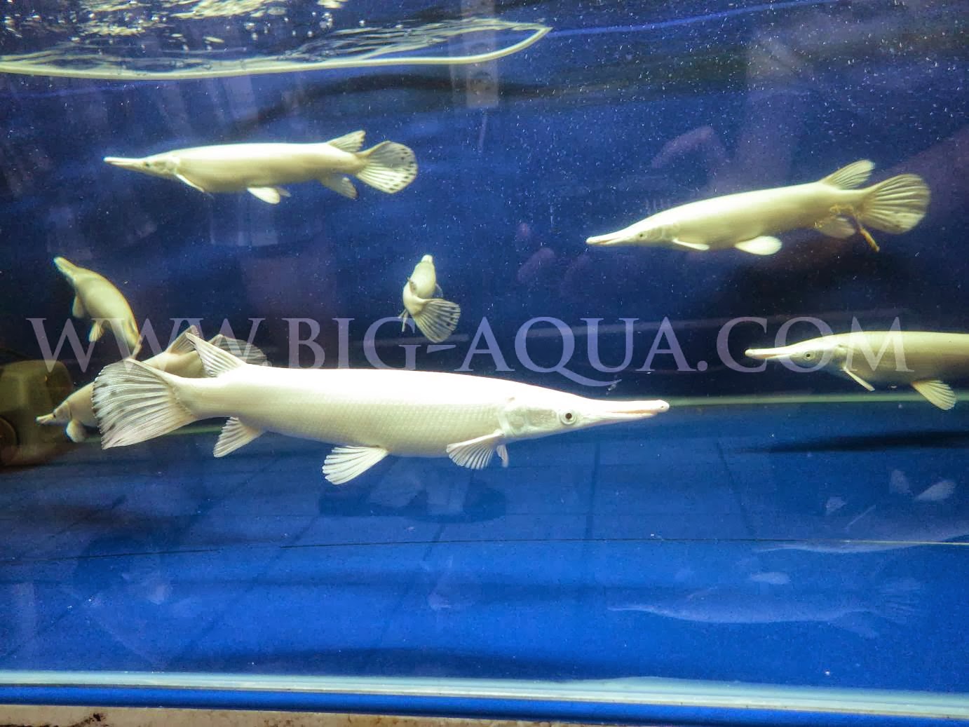 Golden Alligator Gar Price at Katherine Roosa blog