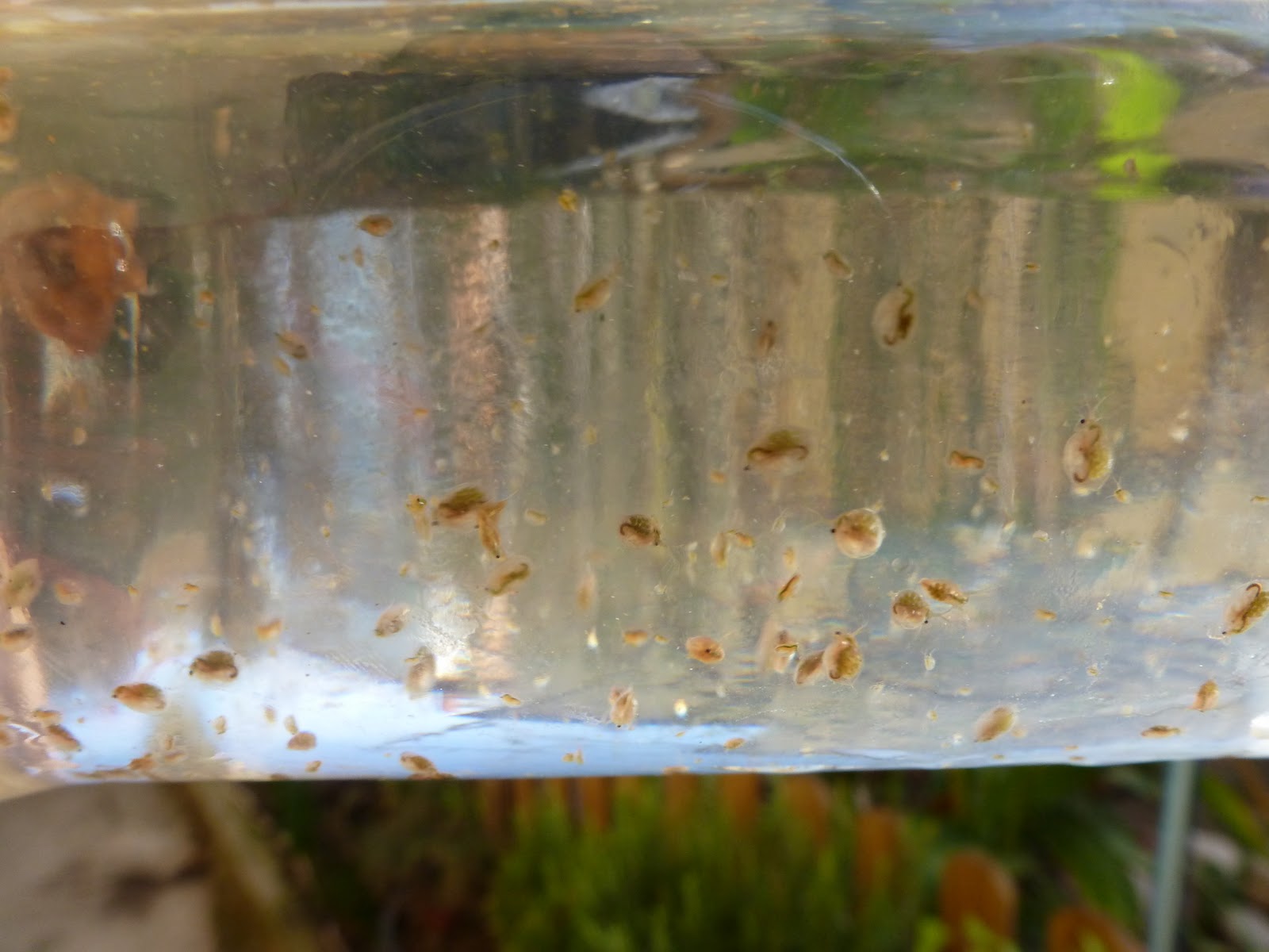 Clemmys guttata: la tortuga moteada: La pulga de agua (Daphnia sp)